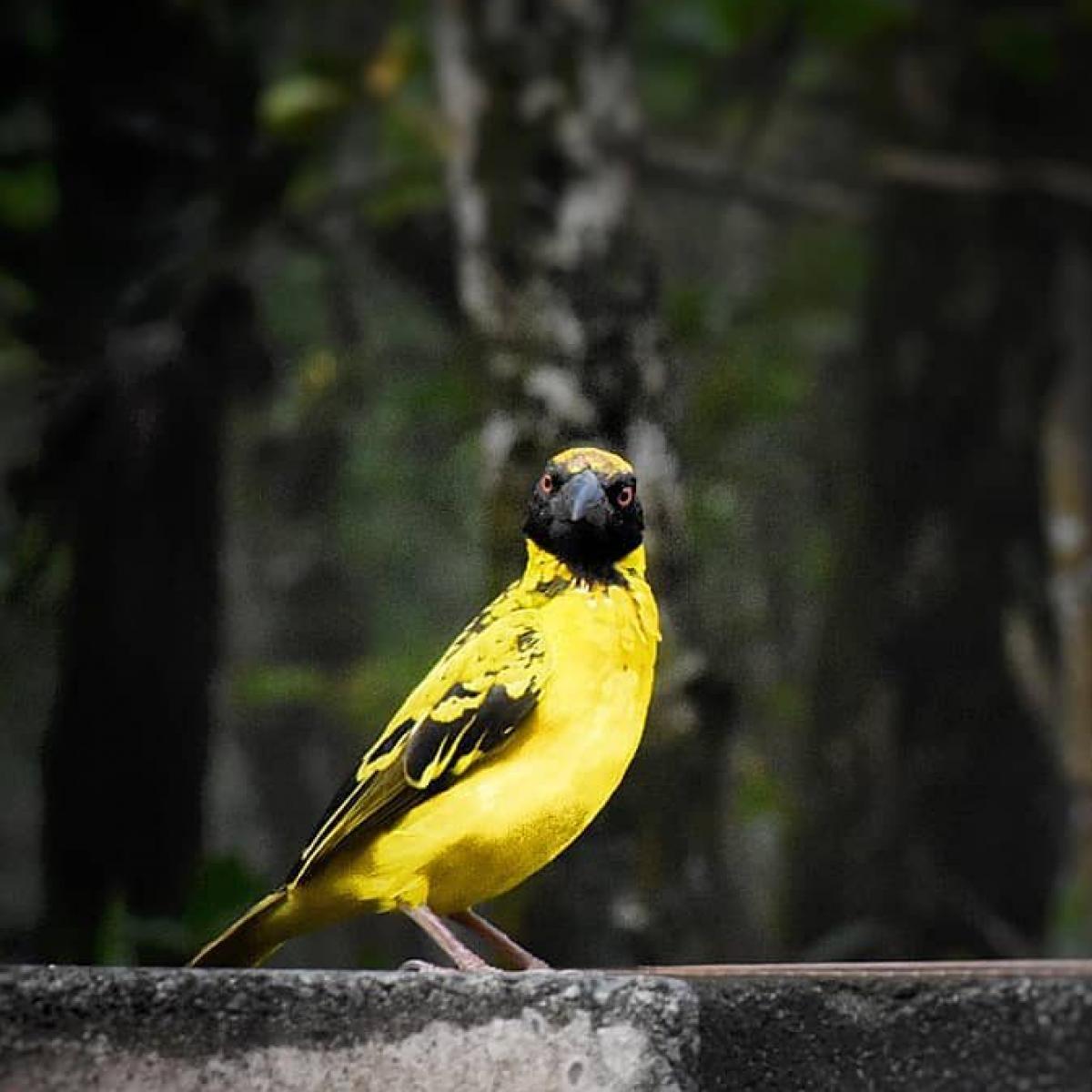 Tropicbird of Reunion Island: an iconic bird