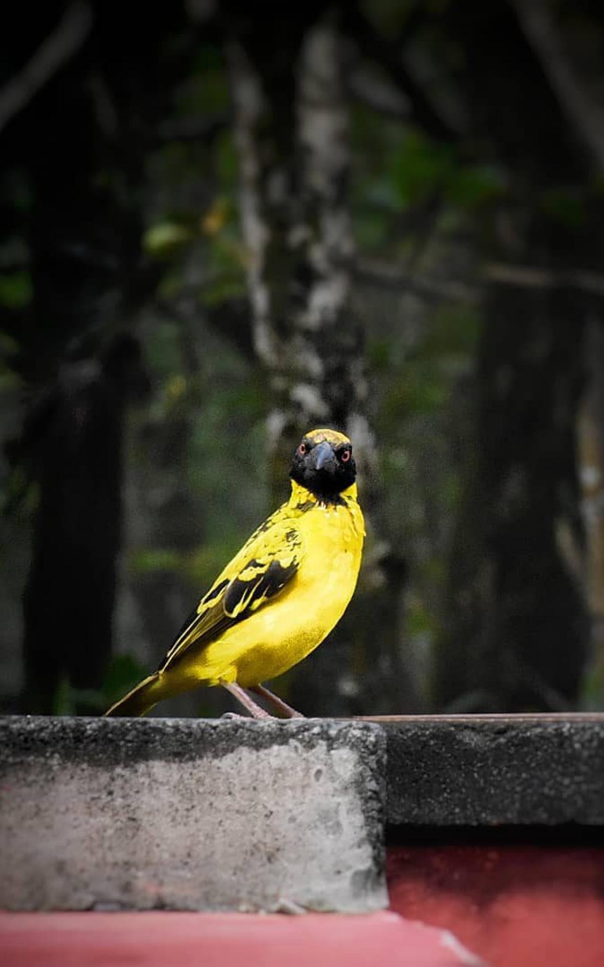 Les animaux | Île de la Réunion Tourisme