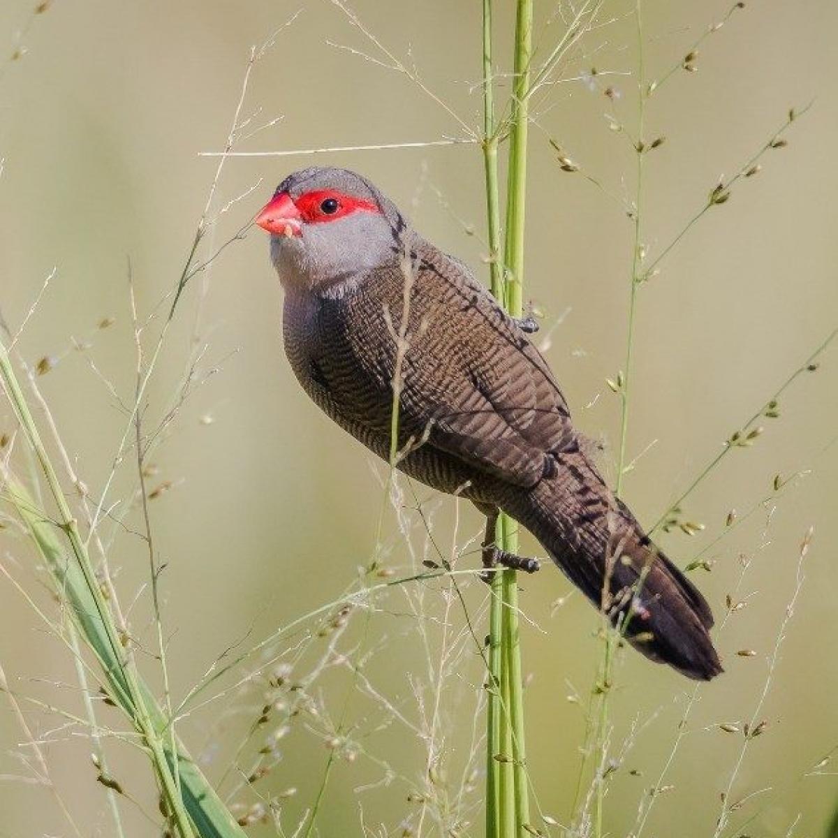 Tropicbird of Reunion Island: an iconic bird