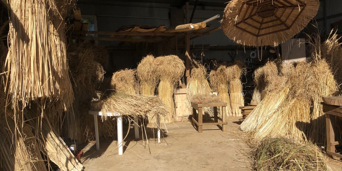 The mysteries of the vetiver