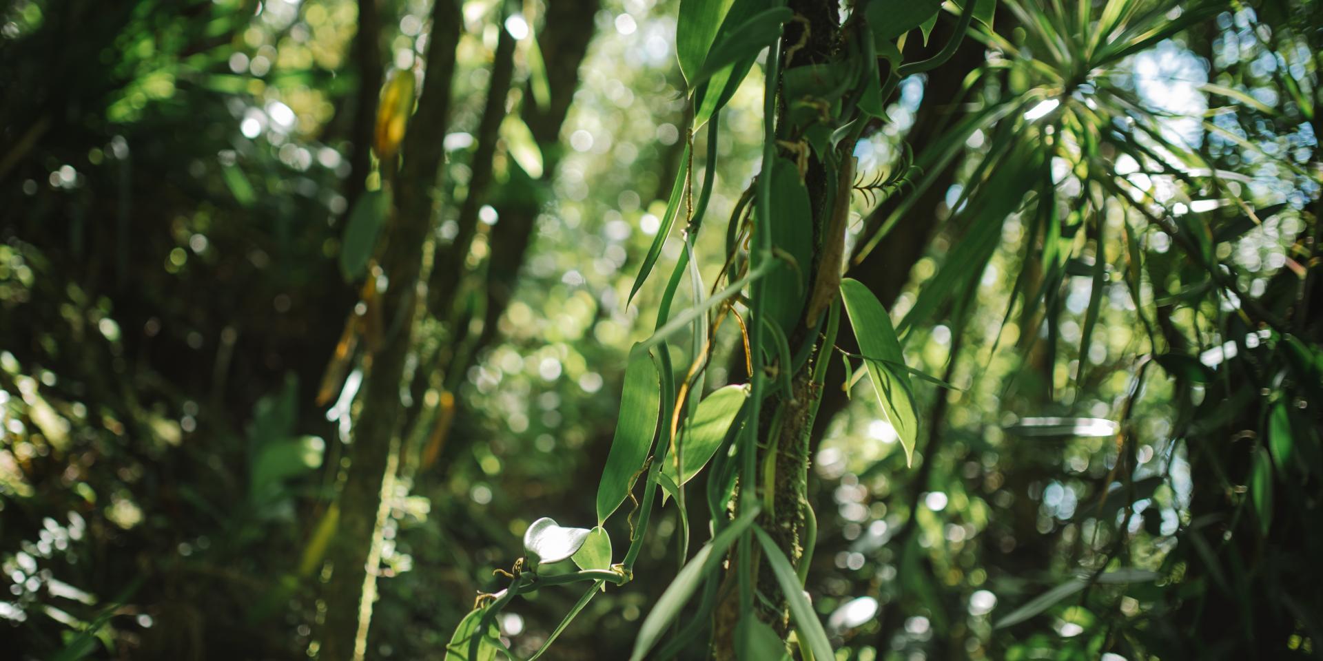 La véritable vanille Bourbon | Vivez une expérience unique à La Réunion