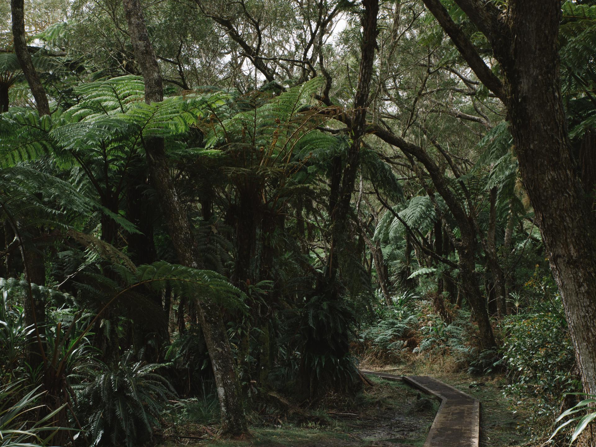 La Réunion : végétationet fleurs tropicales