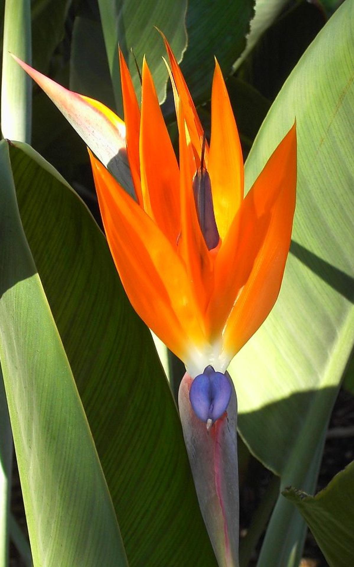 Plants of Reunion Island: the secrets unveiled