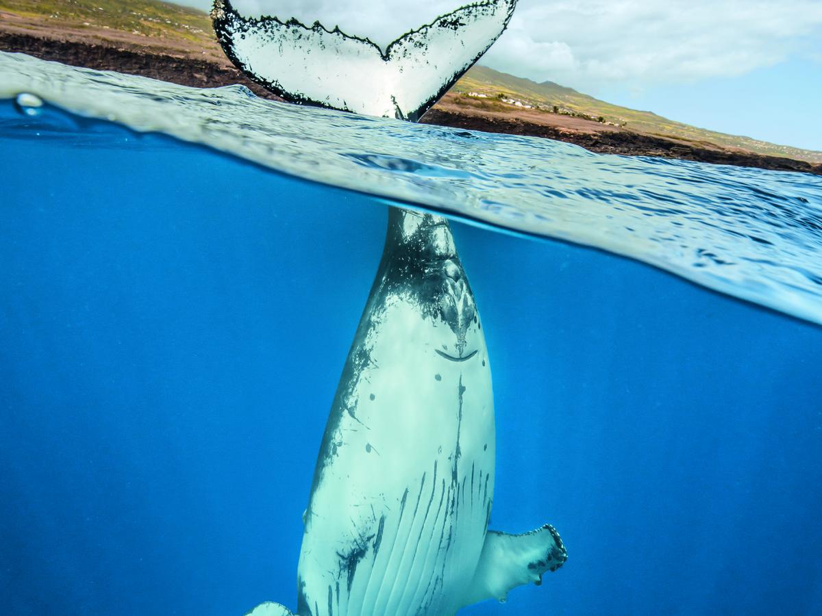 Baleines à La Réunion : cap sur les géants des mers