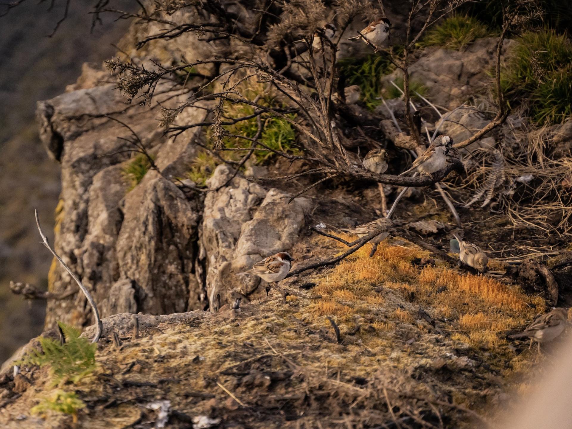 Piton Maïdo : le balcon de La Réunion