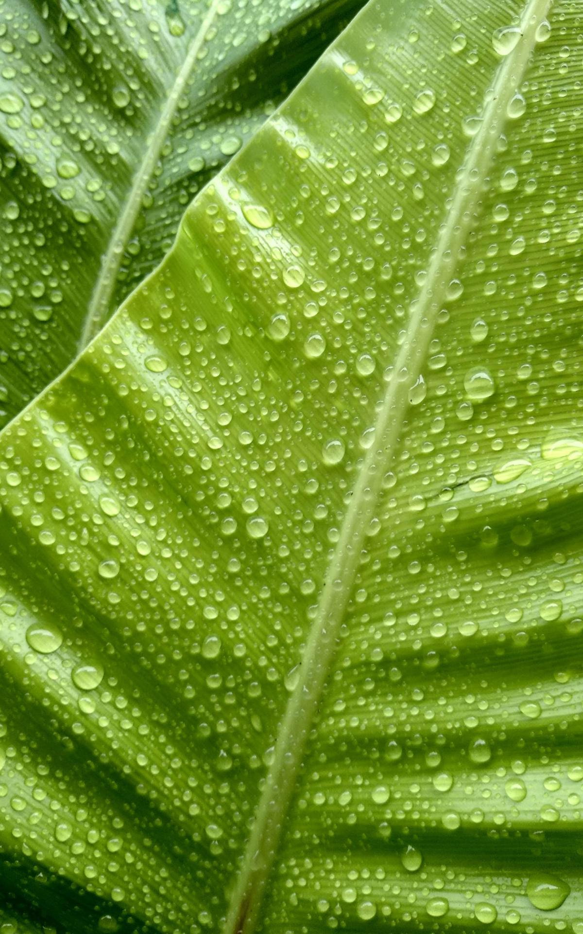 Recette : Le Mandala Massale | Île de la Réunion Tourisme