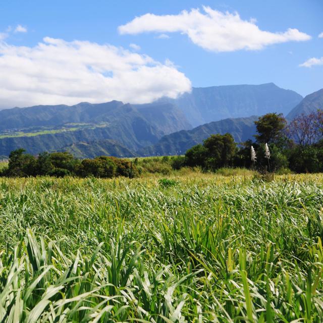 Sitarane | Île de la Réunion Tourisme