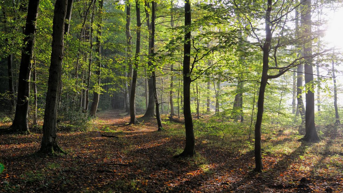 Forêt d’Arques | Dieppe, site officiel de l'Office de tourisme de ...