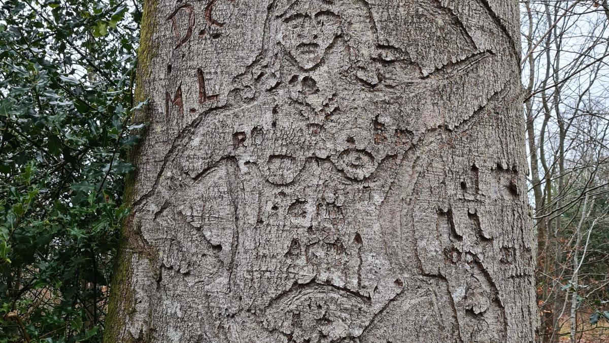 Forêt d’Arques | Dieppe, site officiel de l'Office de tourisme de ...