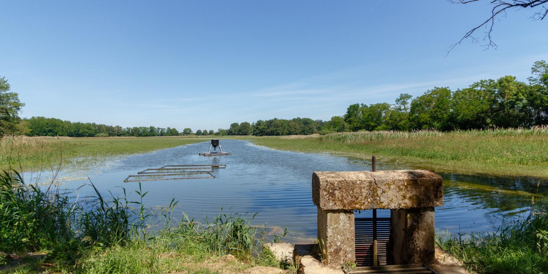 Le fonctionnement des étangs | Dombes Tourisme – Office de Tourisme