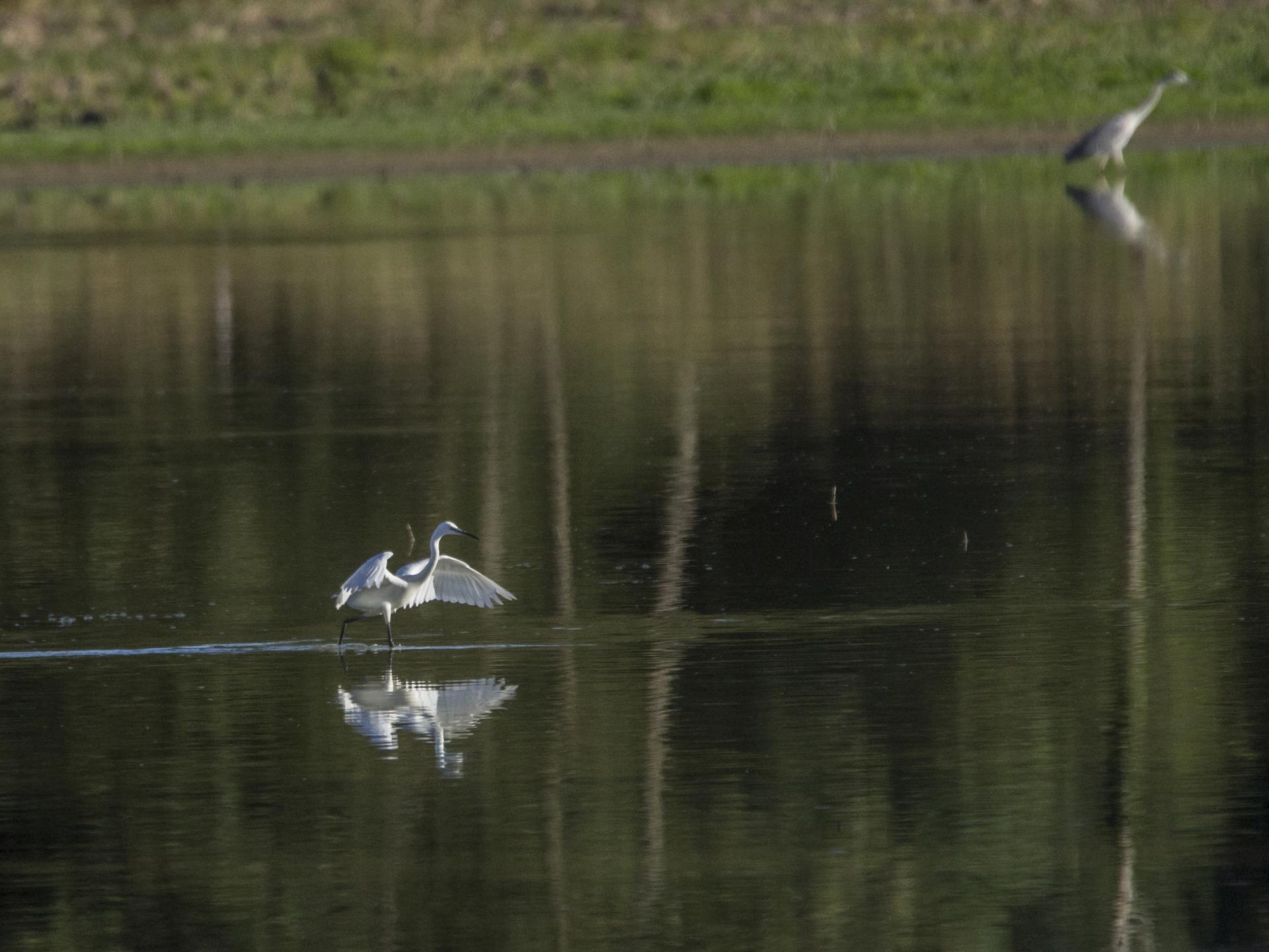 Réserve du Parc des Oiseaux | Dombes Tourisme – Office de Tourisme