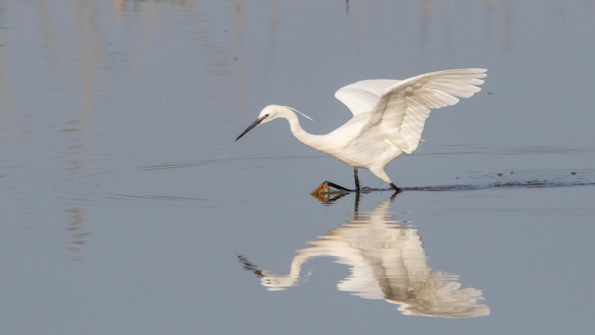 L’aigrette garzette