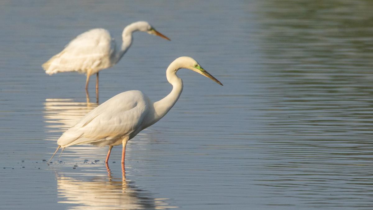 La grande aigrette