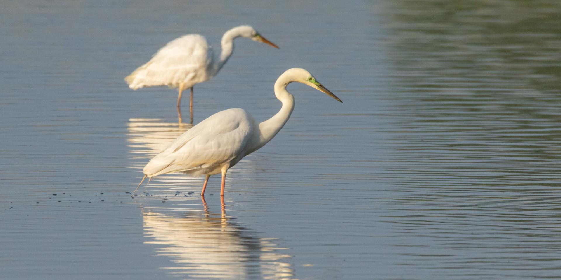 La grande aigrette