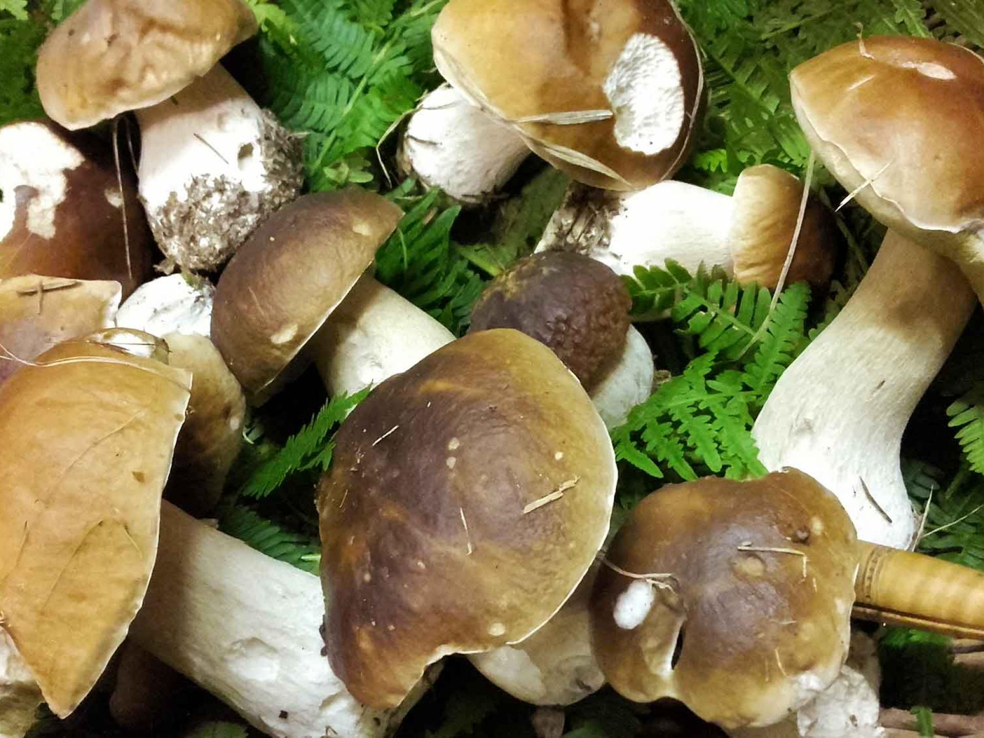Le Cèpe du Périgord : emblème du terroir et des saveurs d’automne