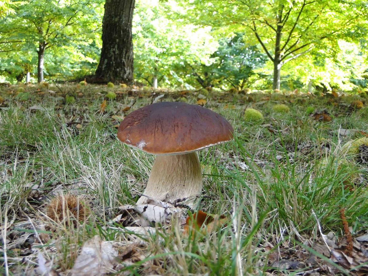 Le Cèpe du Périgord : emblème du terroir et des saveurs d’automne