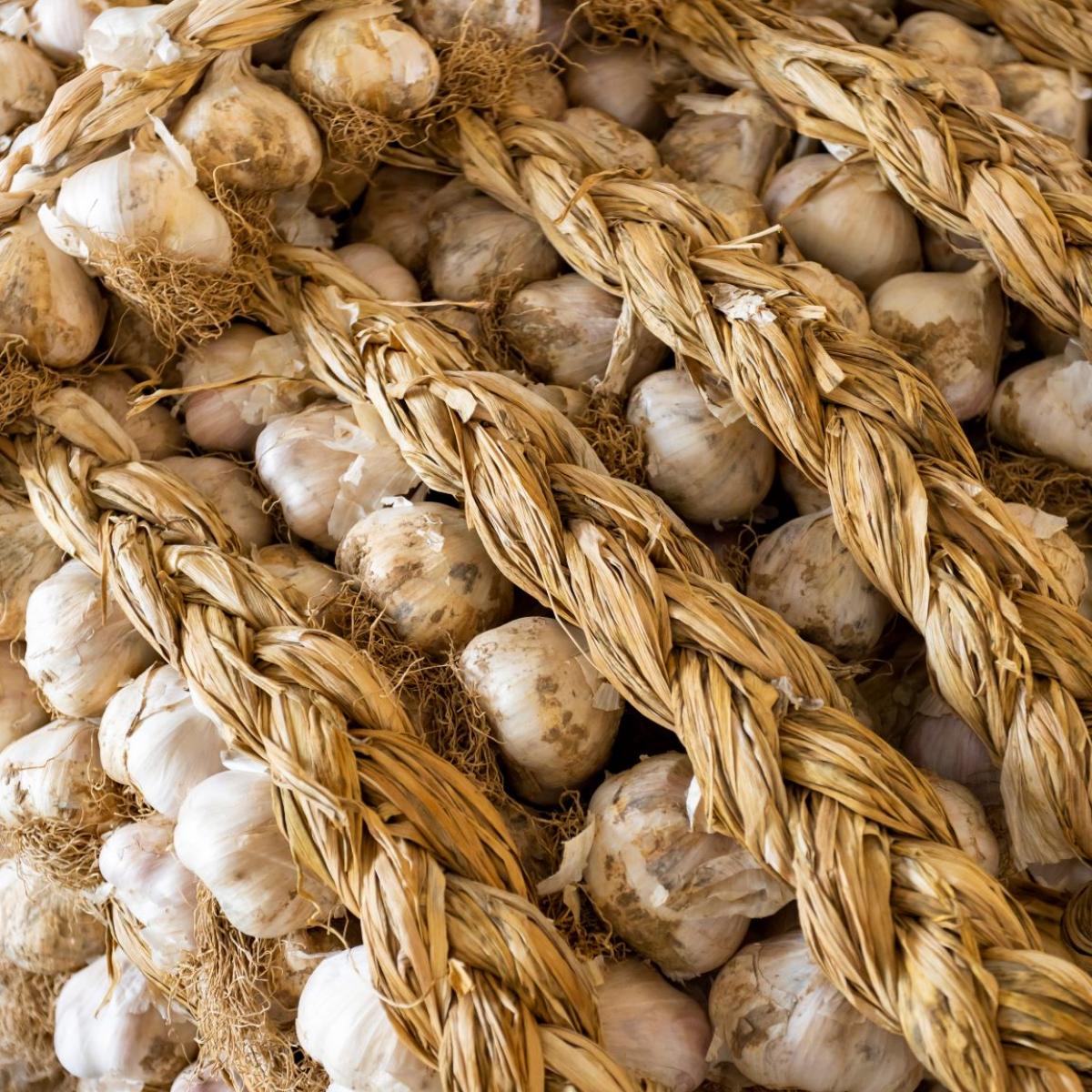 France’s garlic festival is in Arleux |France’s garlic festival is in ...