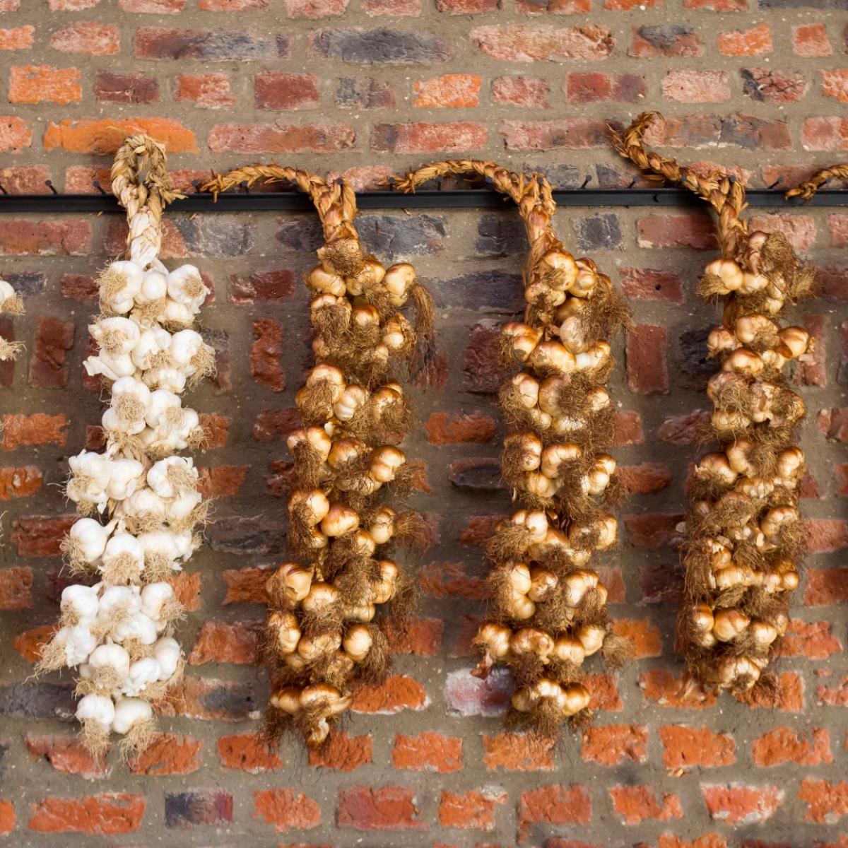 Smoked garlic from Arleux, from the braid to the plate! Arleux smocked ...