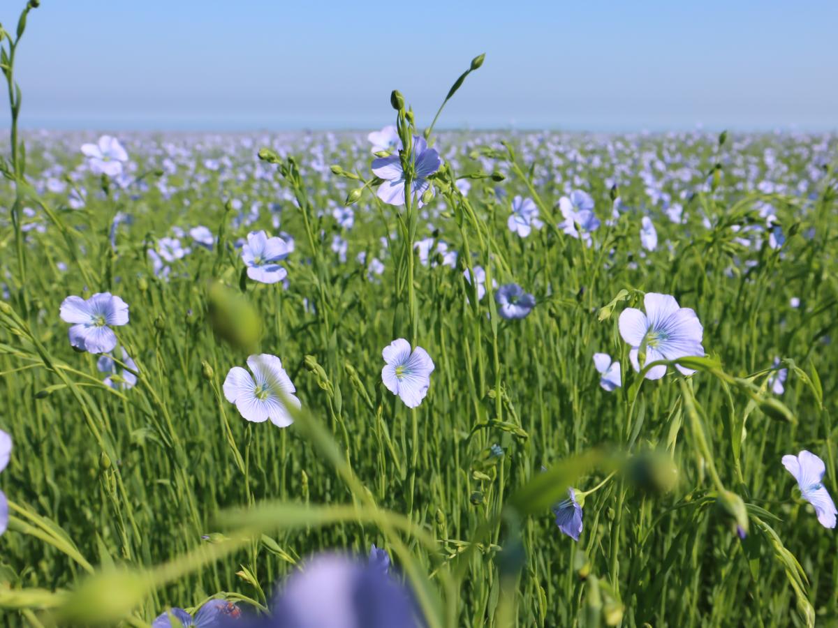 Sans voiture, entre ville et nature | Office de Tourisme de Fécamp