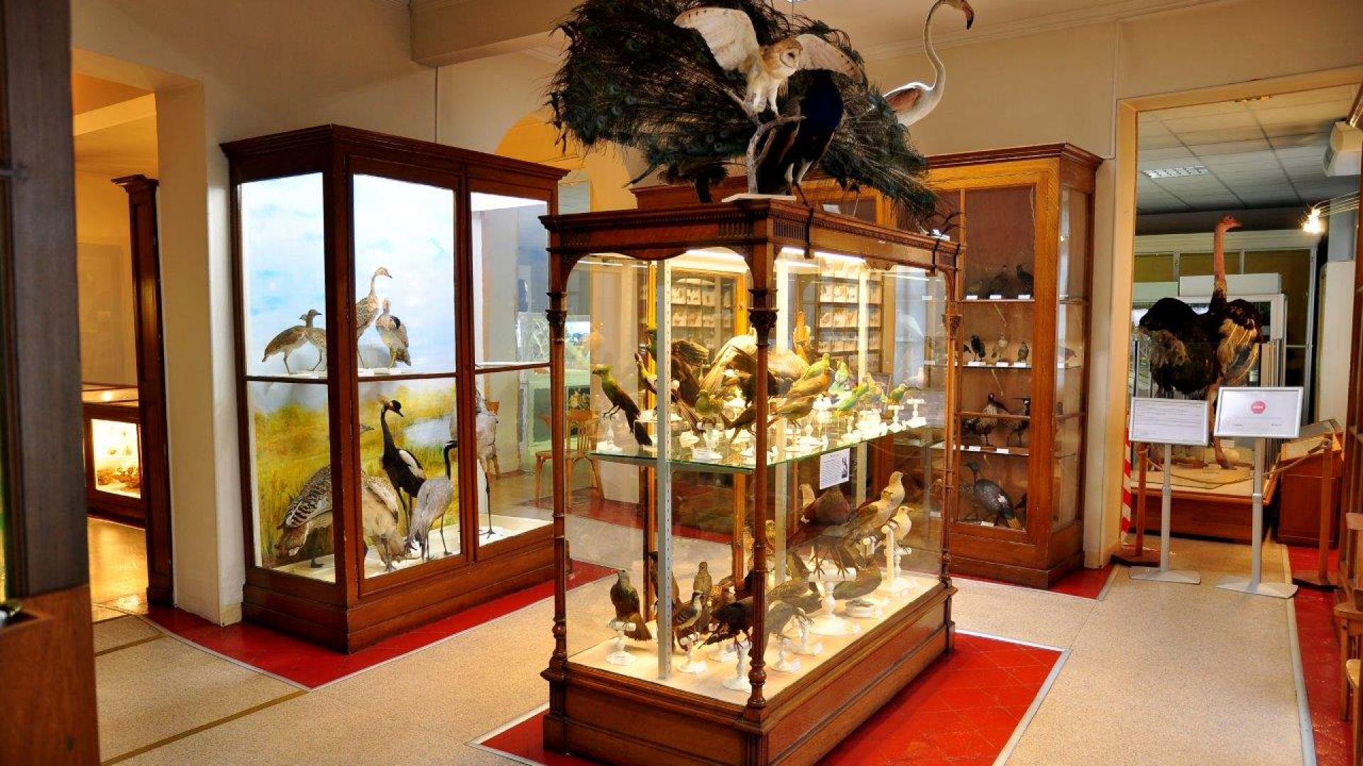 Victor Brun Natural History Museum | Montauban Tourisme