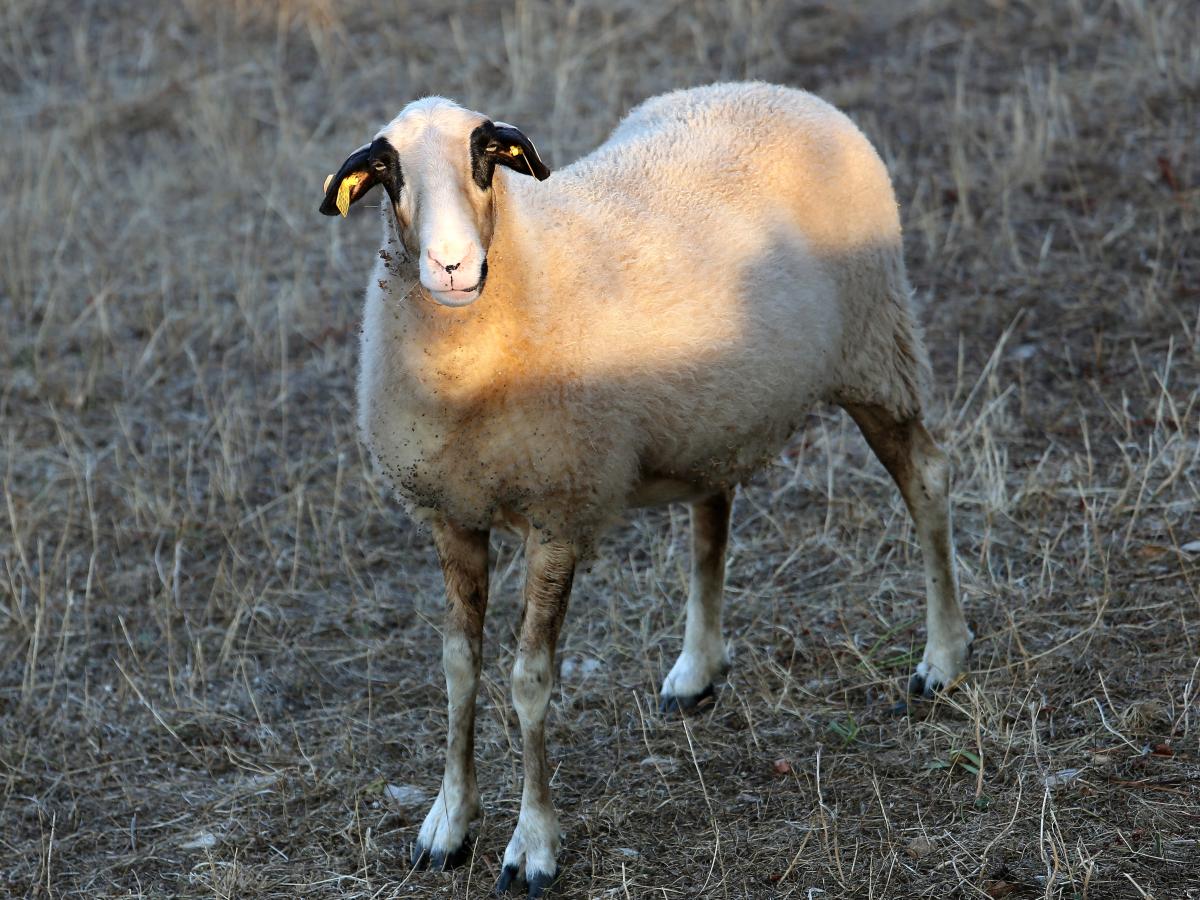 Larnagol et Calvignac : sites fortifiés | Figeac Tourisme, Vallées du ...