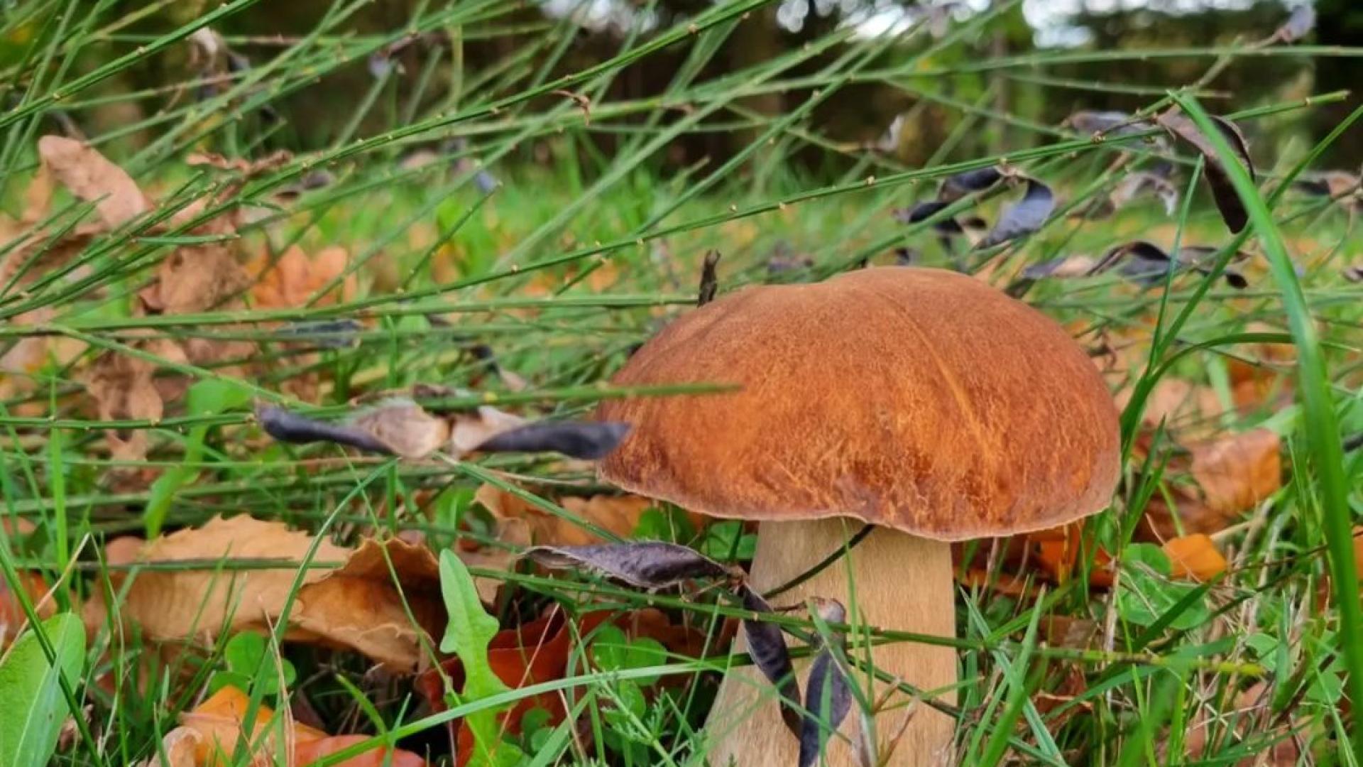 Authentique Ségala | Figeac Tourisme, Vallées du Lot et du Célé