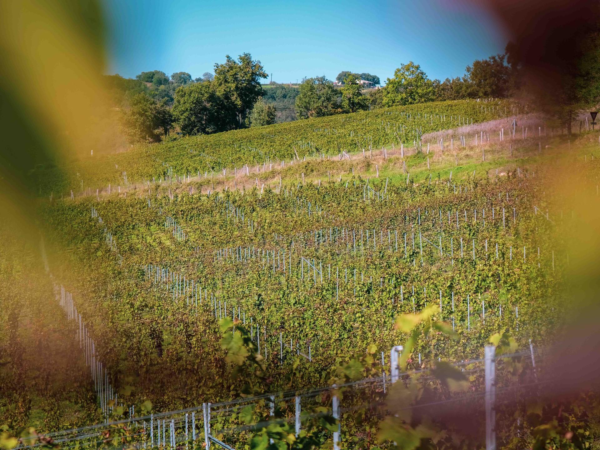 La Vinadie vineyard | Figeac Tourism, Lot and Célé Valleys