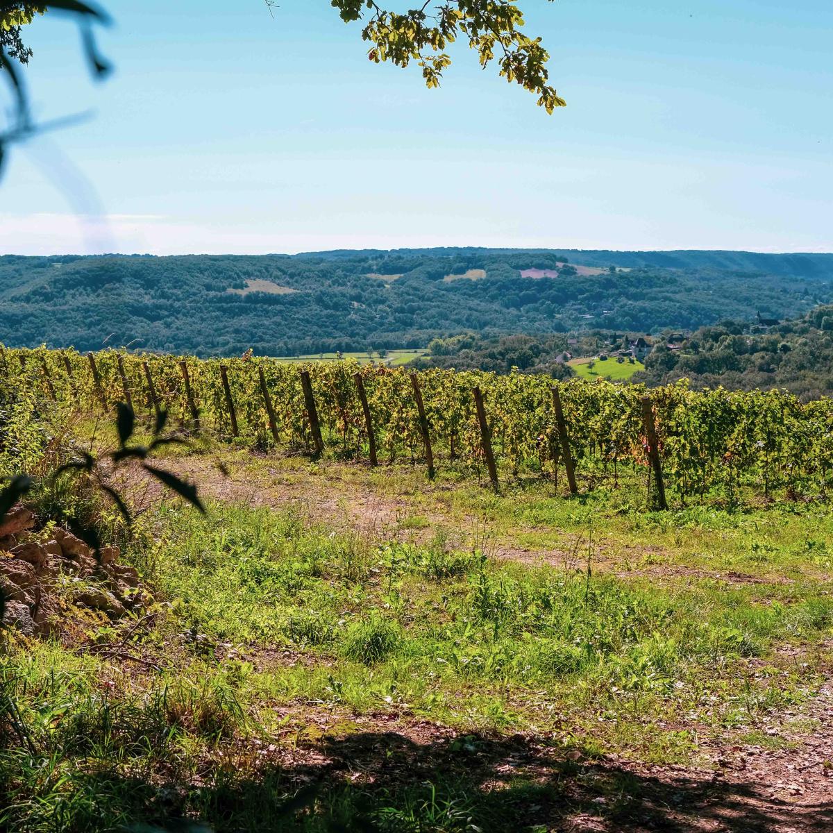 La Vinadie vineyard | Figeac Tourism, Lot and Célé Valleys