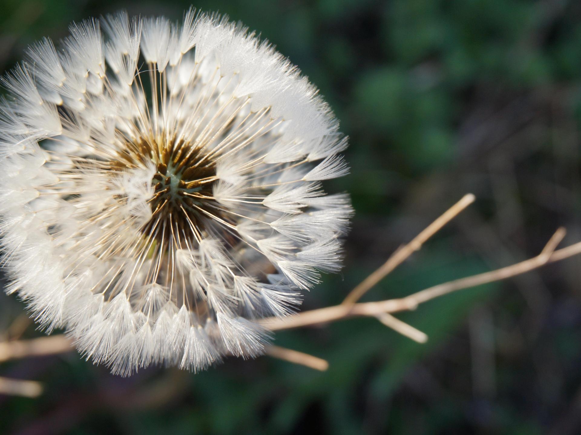 Grotte du Pech-Merle (Cabrerets) | Figeac Tourisme, Vallées du Lot et ...