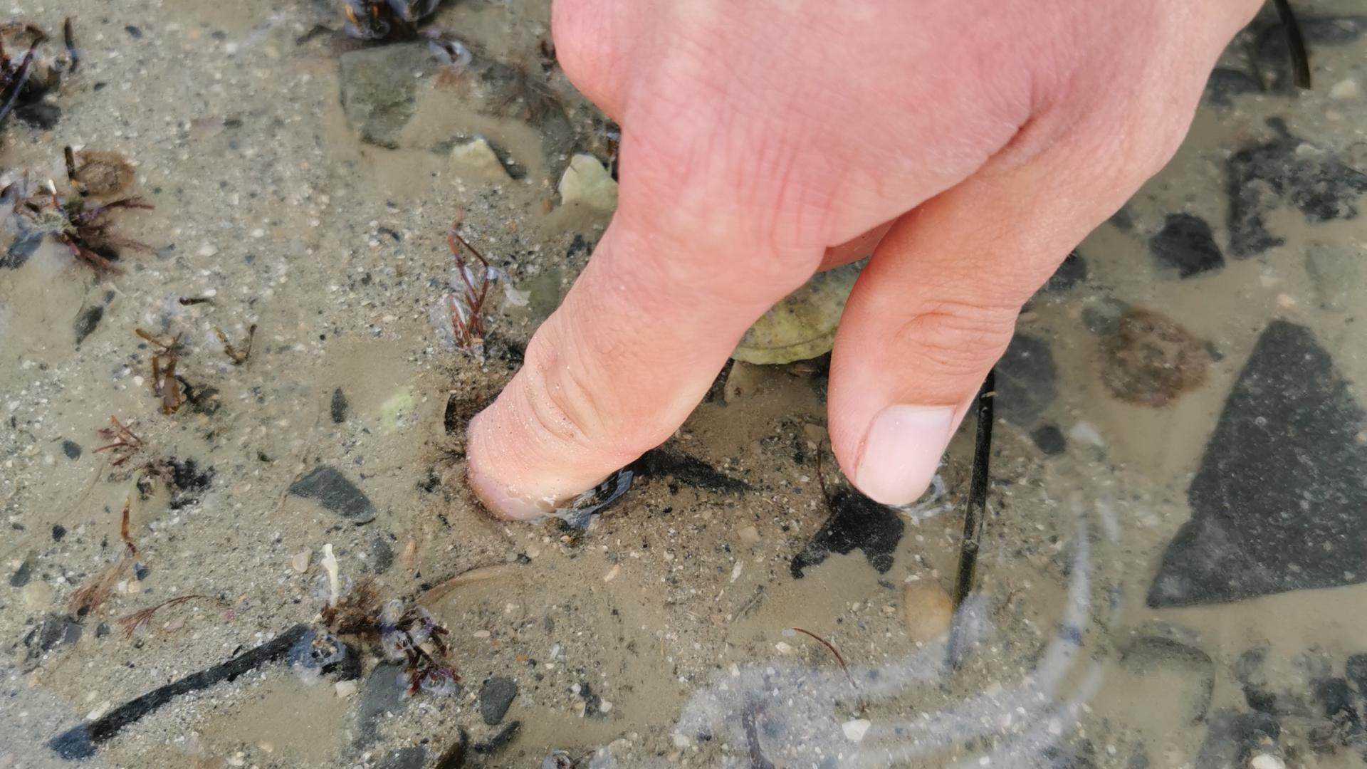Learn to fish for clams by the mark | Destination Granville Land and Sea