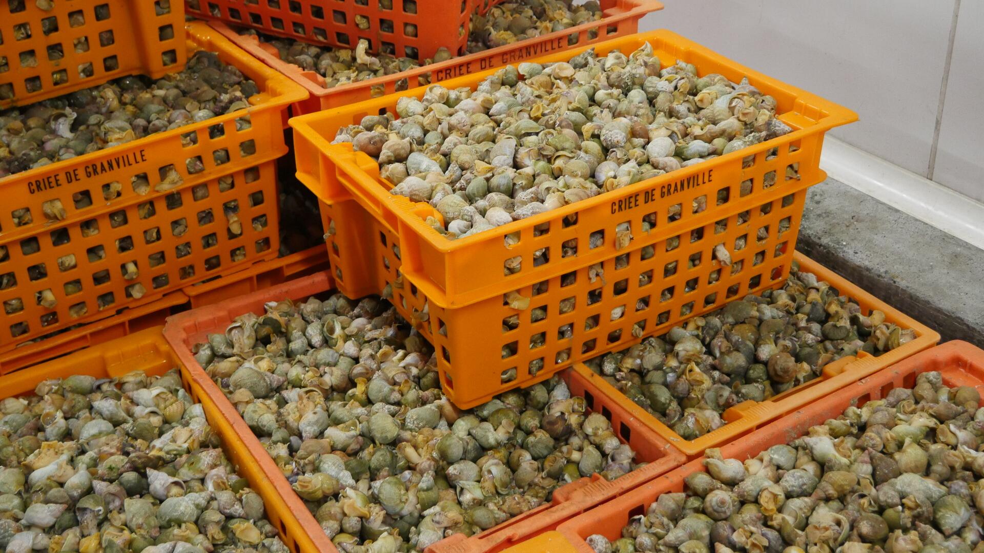 Le bulot | Destination Granville Terre et Mer