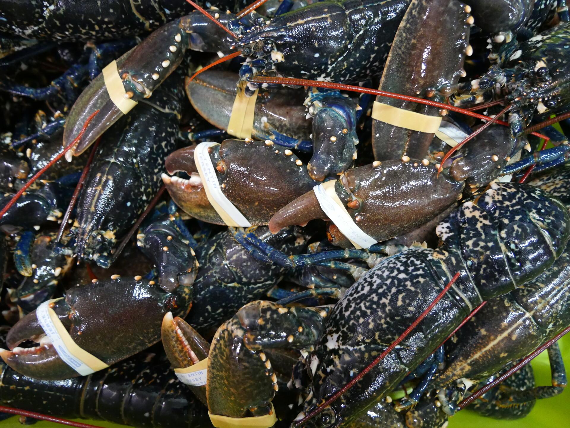All the Sea on a Plateau, Shellfish Festival | Destination Granville ...