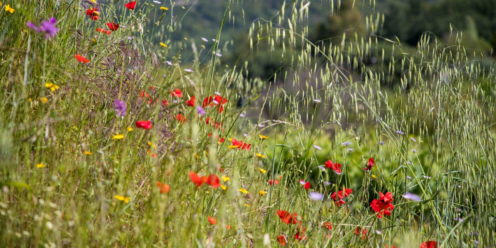 Fragile natural habitats | Charm of Provence & French Riviera