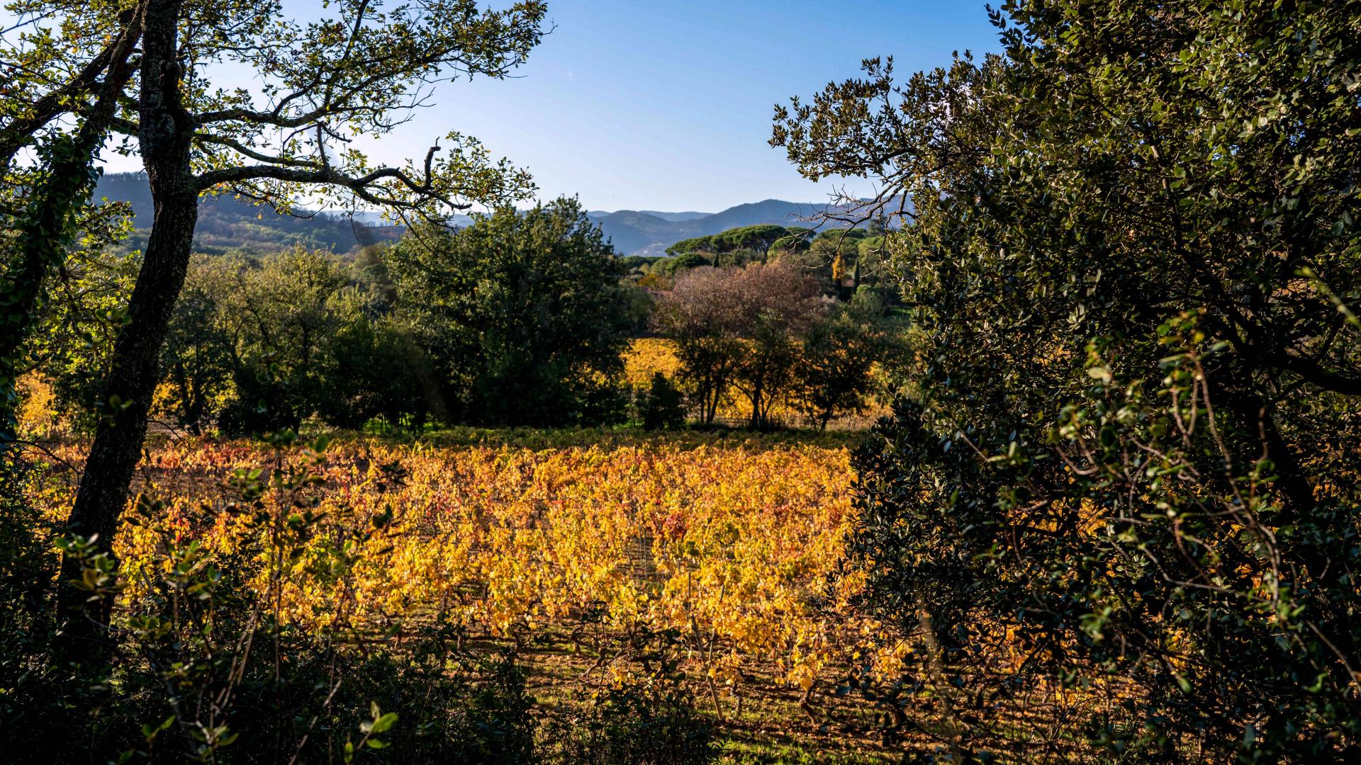 Exploring the vineyards | Charm of Provence & French Riviera
