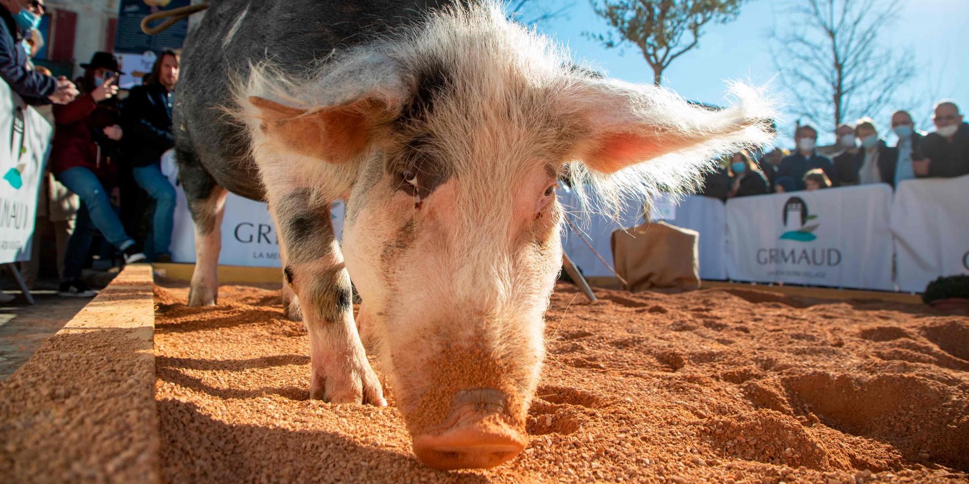 The “Truffle Festival” market | Charm of Provence & French Riviera