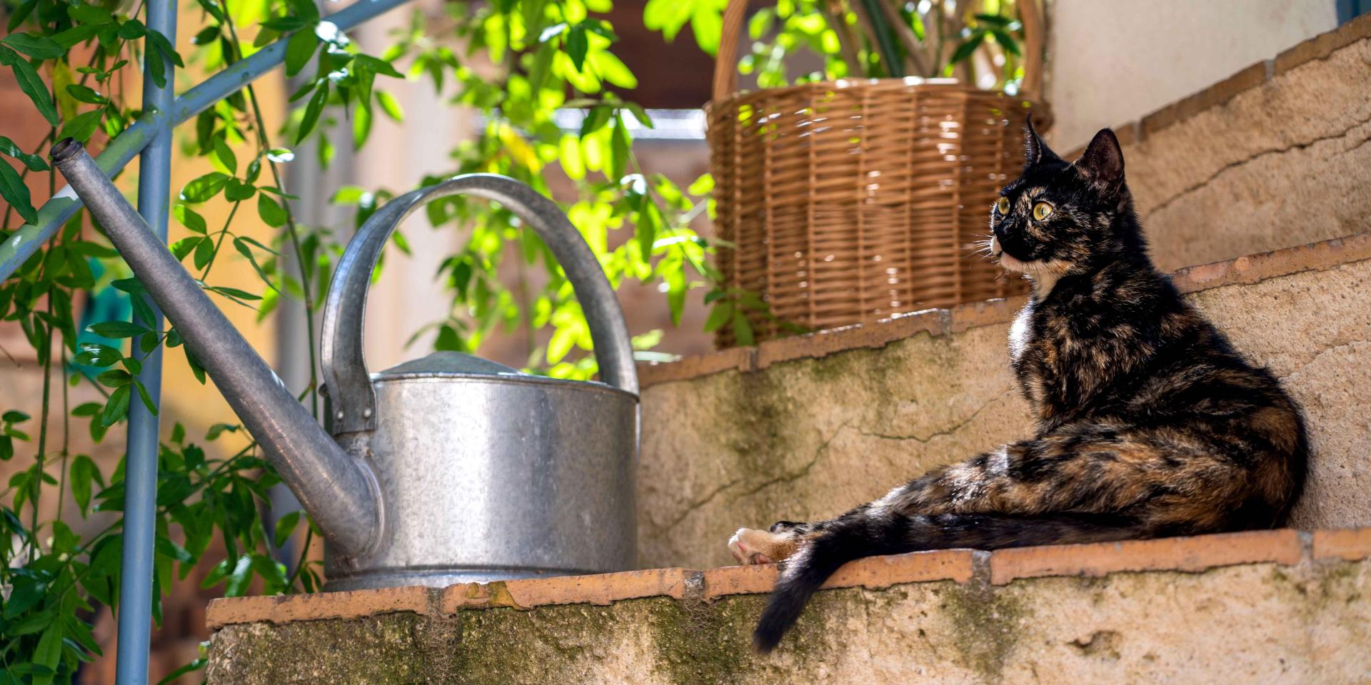 A village and its cats | Charm of Provence & French Riviera