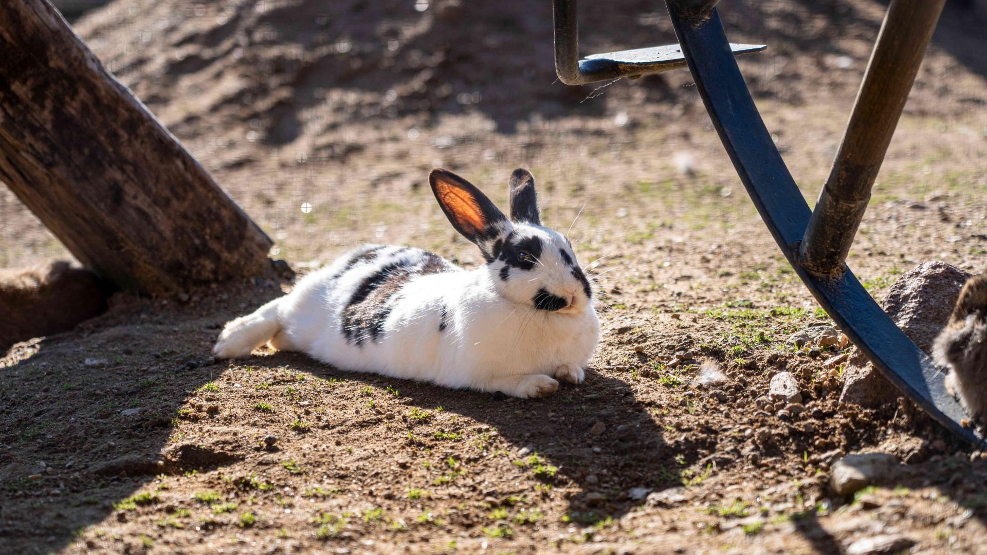Mit dem Pferd | Der Charme der Provence und der Côte d'Azur