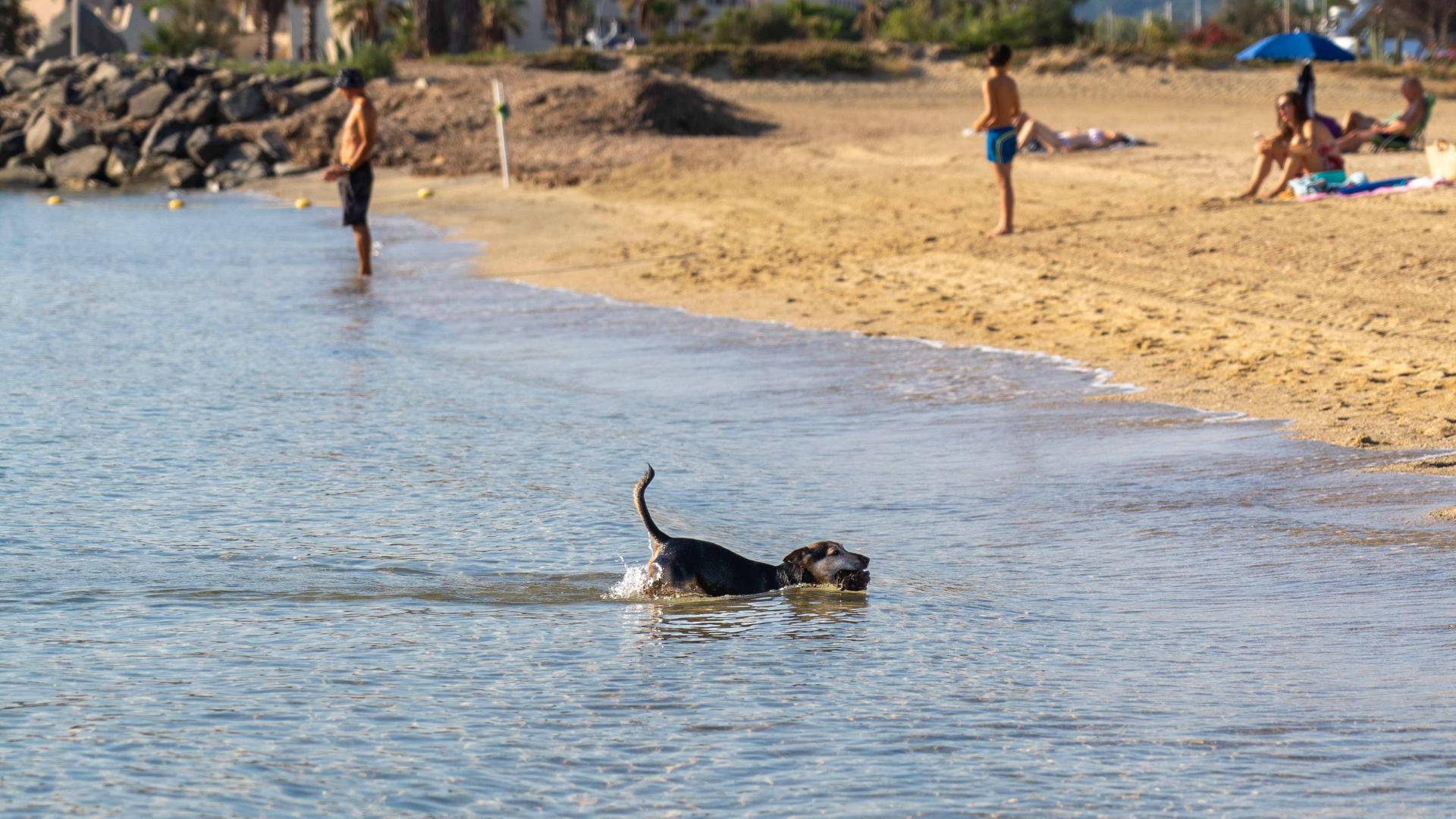 My dog at the beach | Charm of Provence & French Riviera