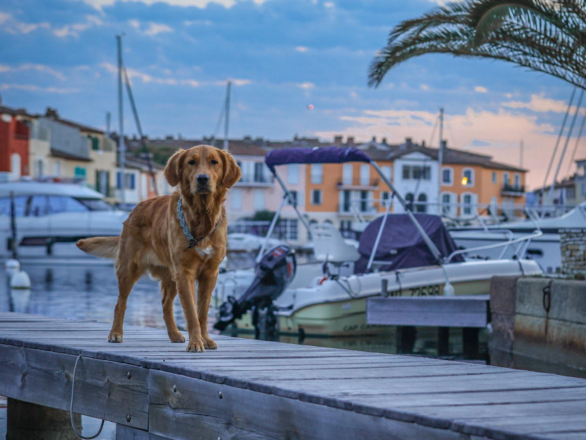 Urlaub Mit Hund Frankreich