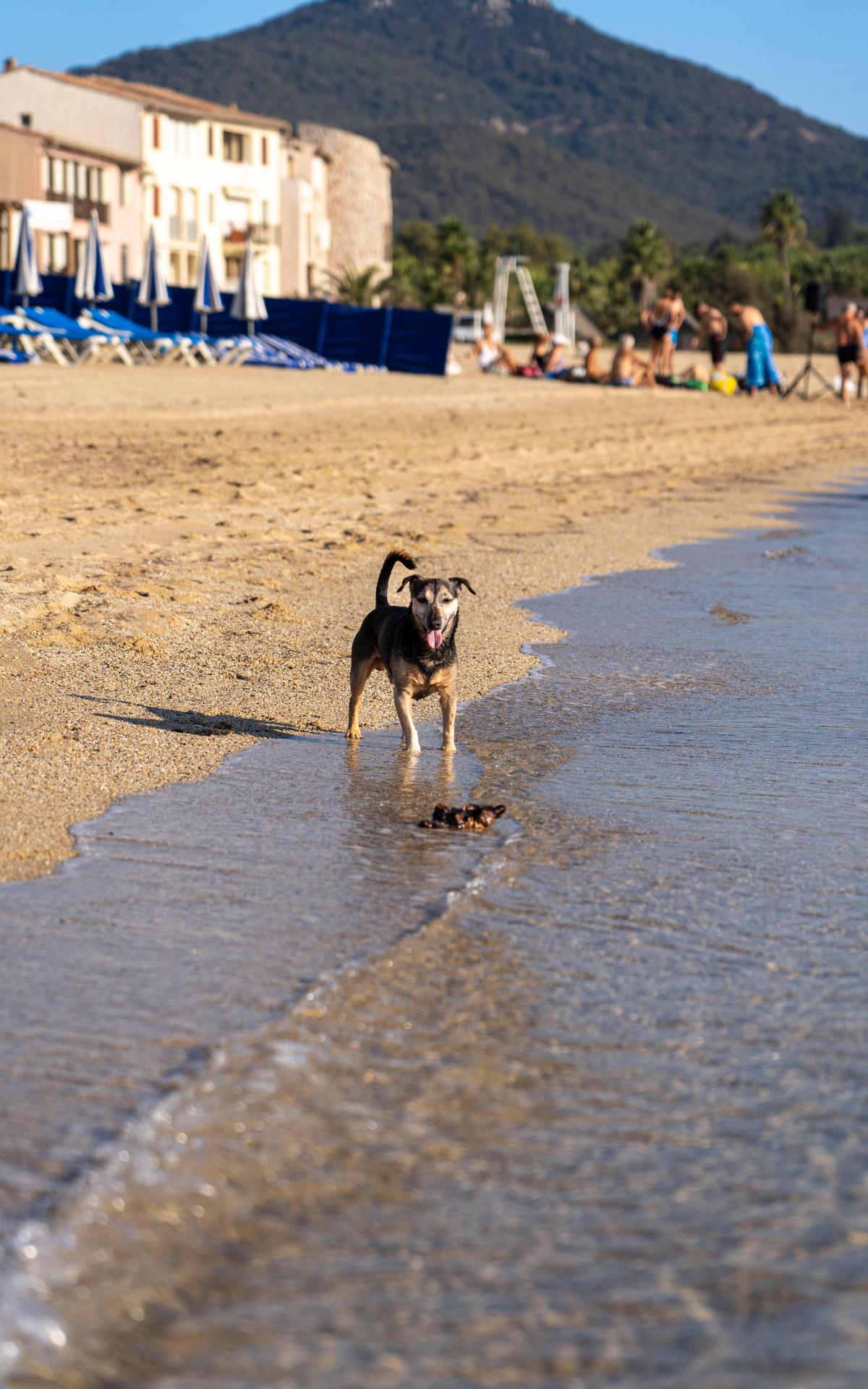 My dog at the beach | Charm of Provence & French Riviera