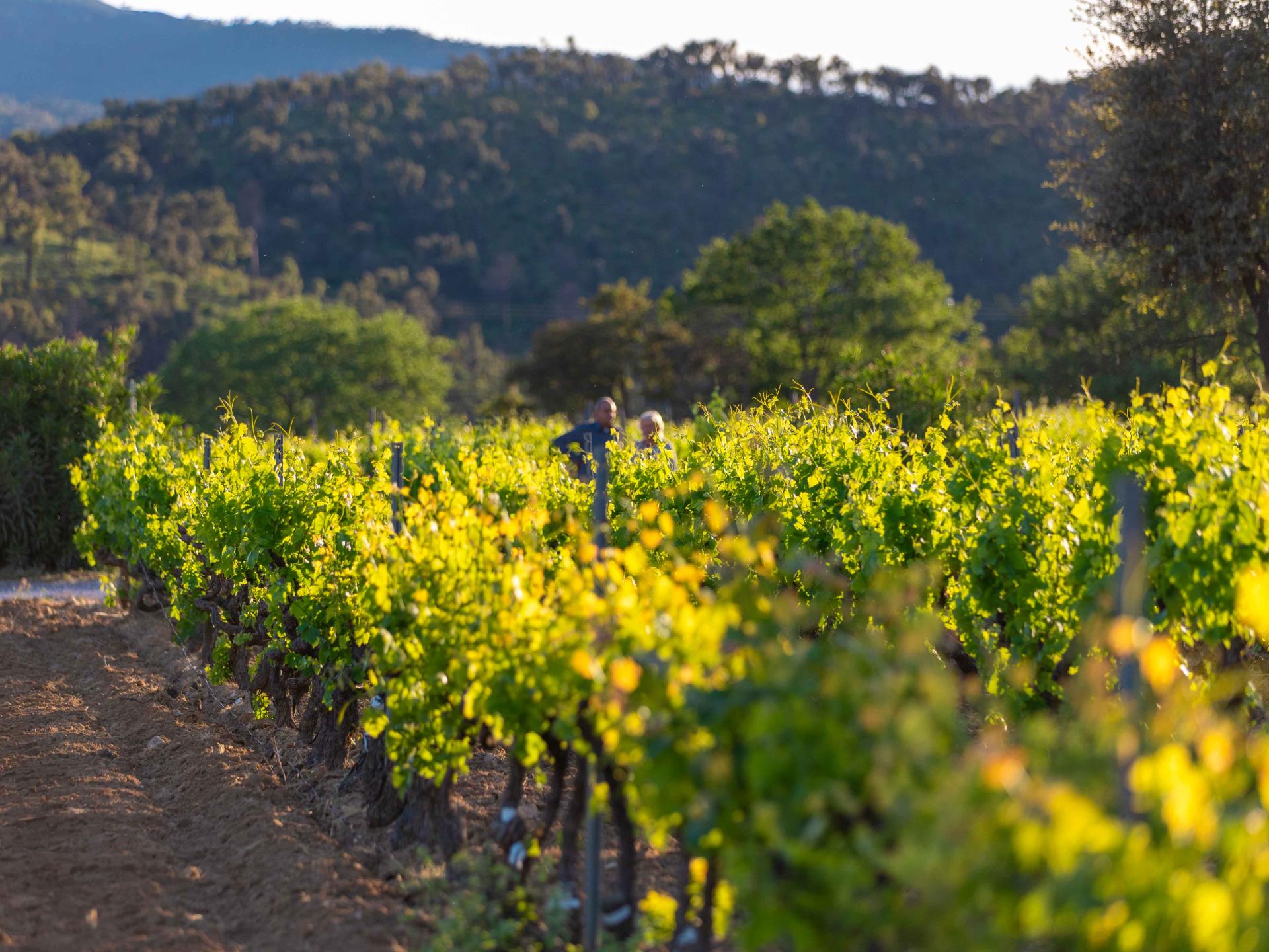 À la découverte des vignobles | Grimaud Tourisme – Le charme de la ...