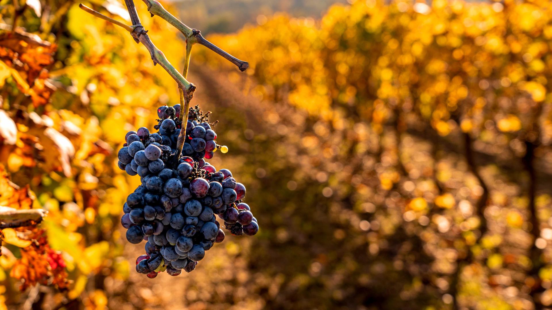 Die Weinberge entdecken | Der Charme der Provence und der Côte d'Azur
