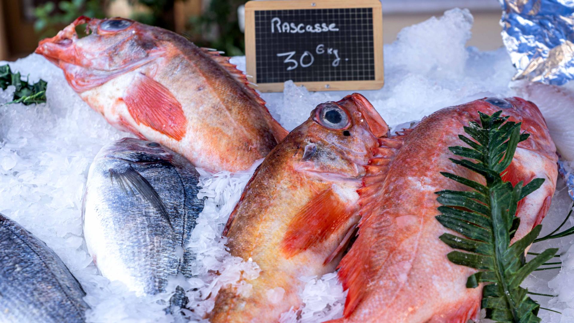 Going fishing | Charm of Provence & French Riviera