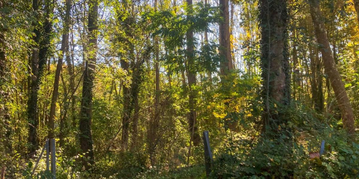 La forêt de l’Hermitain | Office de Tourisme Haut Val de Sèvre