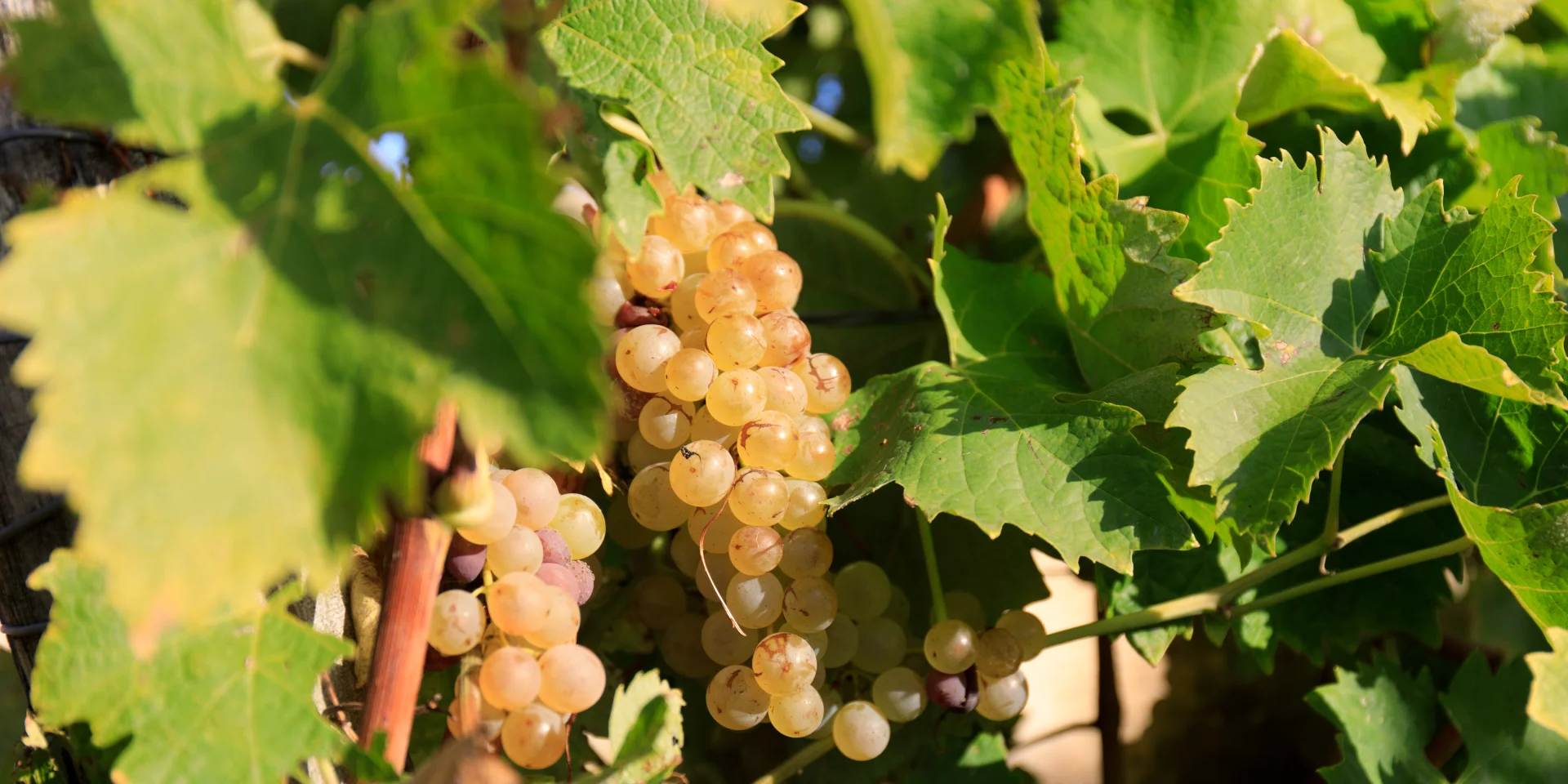 Gastronomie et œnologie | Destination Île de Ré