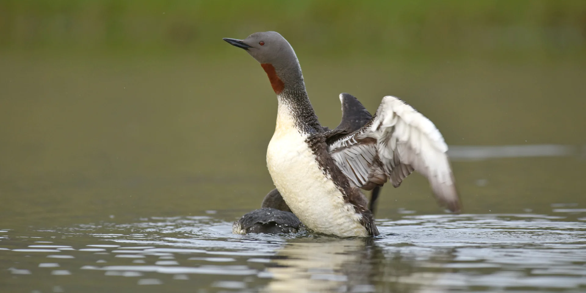 Le Plongeon catmarin | Office de Tourisme Lac du Der en Champagne