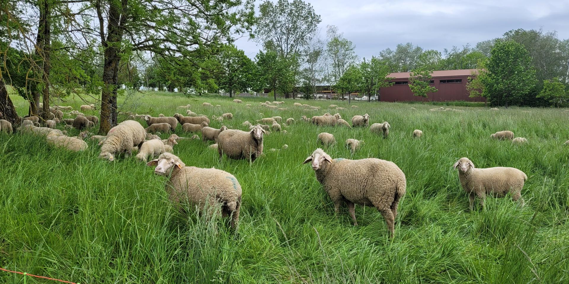 Eco-pâturage | Lac de Madine – Votre base de loisirs en Lorraine