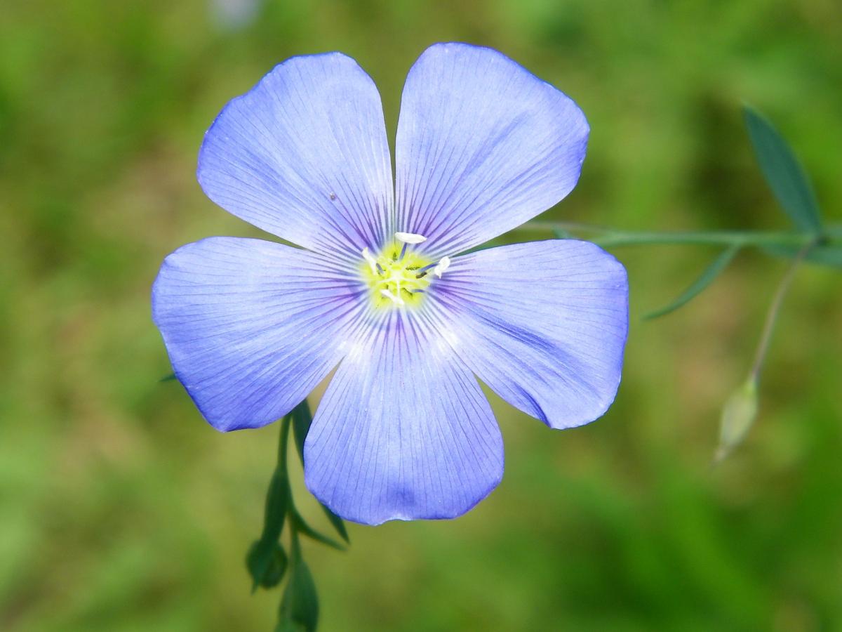 Le végétal et ses mystères | Office de Tourisme de la Côte de Granit Rose