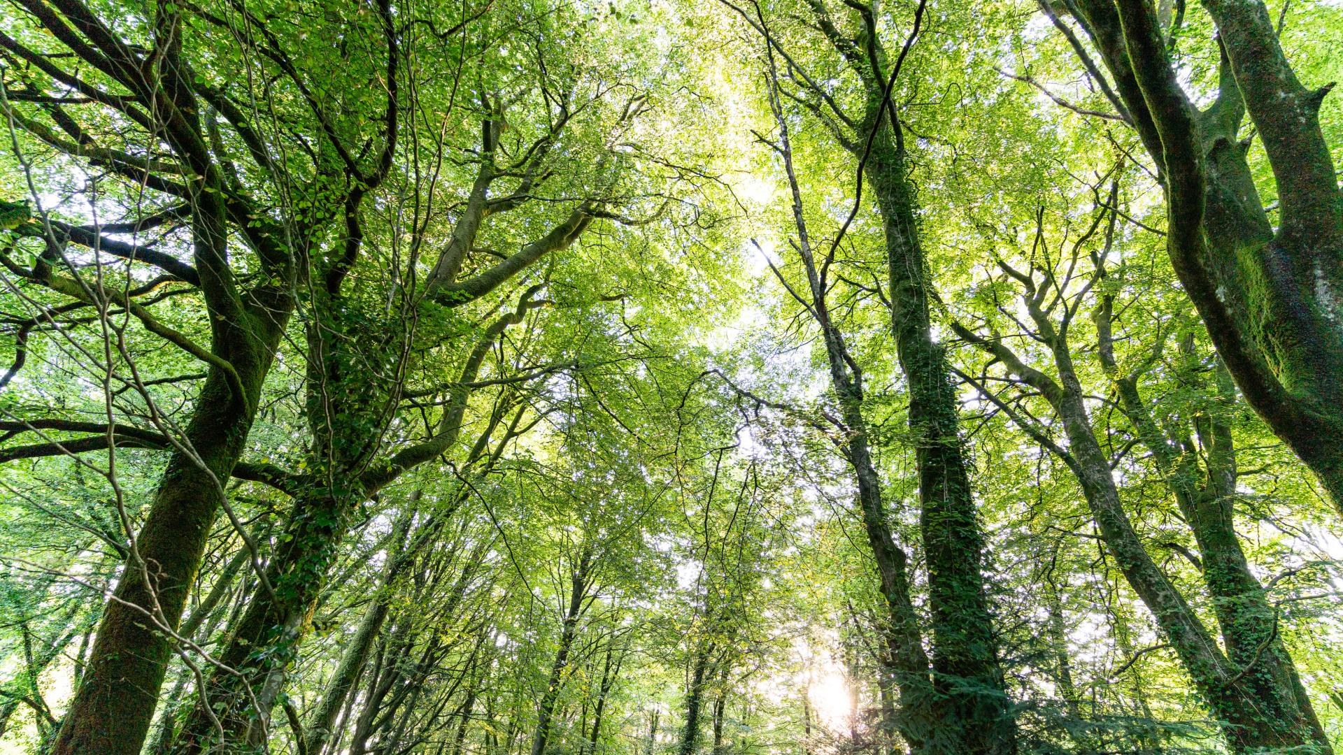 Grünes Reisen mit der Familie! Vom Wald ins Tal | Office de Tourisme de ...