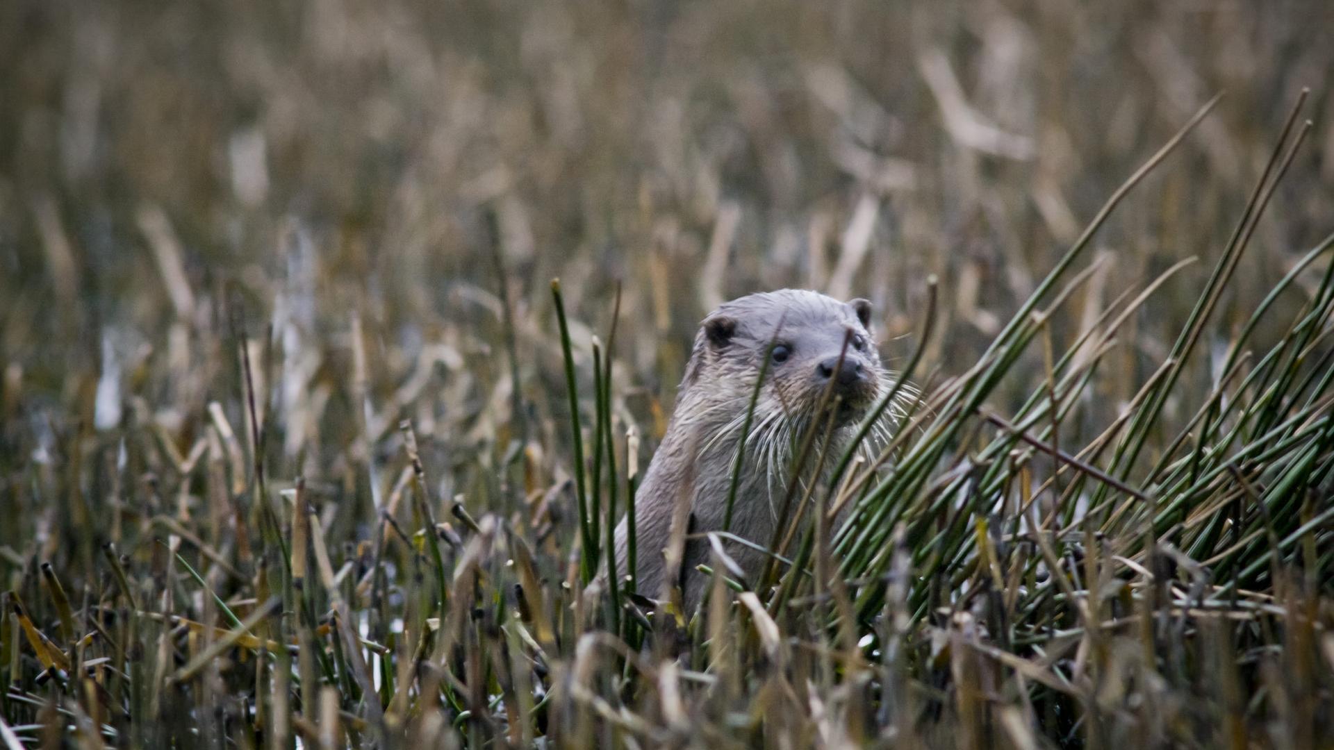 Top 10 der Tiere an der Rosa Granitküste | Bretonische Fauna zum Entdecken